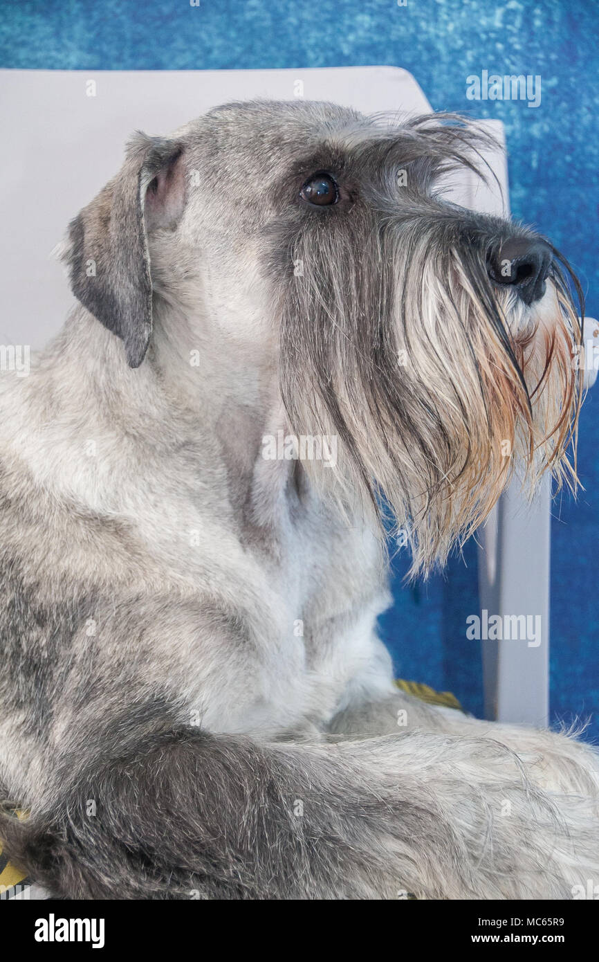 Standard schnauzer portrait Stock Photo - Alamy