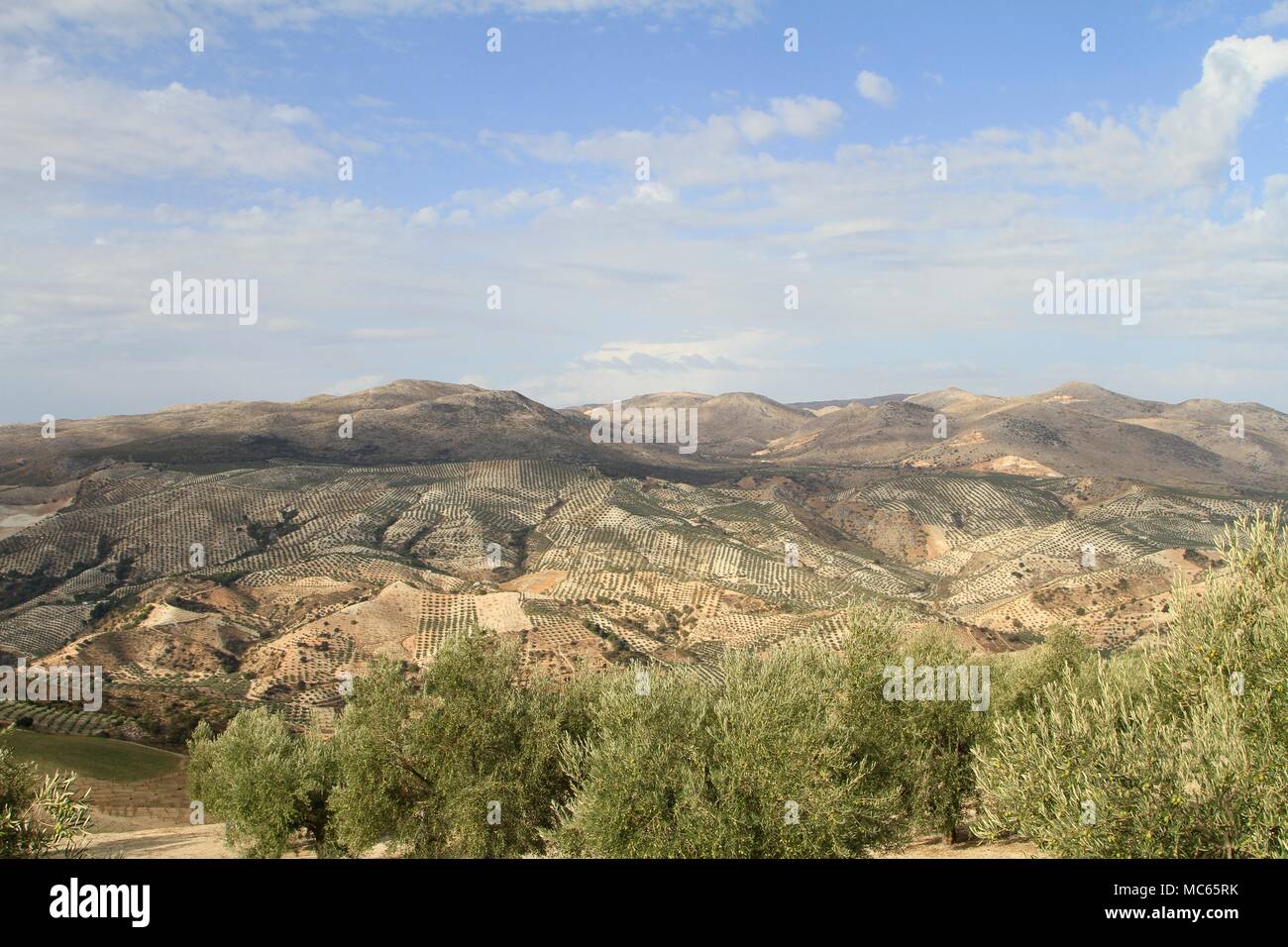 Olive orchards and the landscape of Andalusia, Southern Spain Stock ...