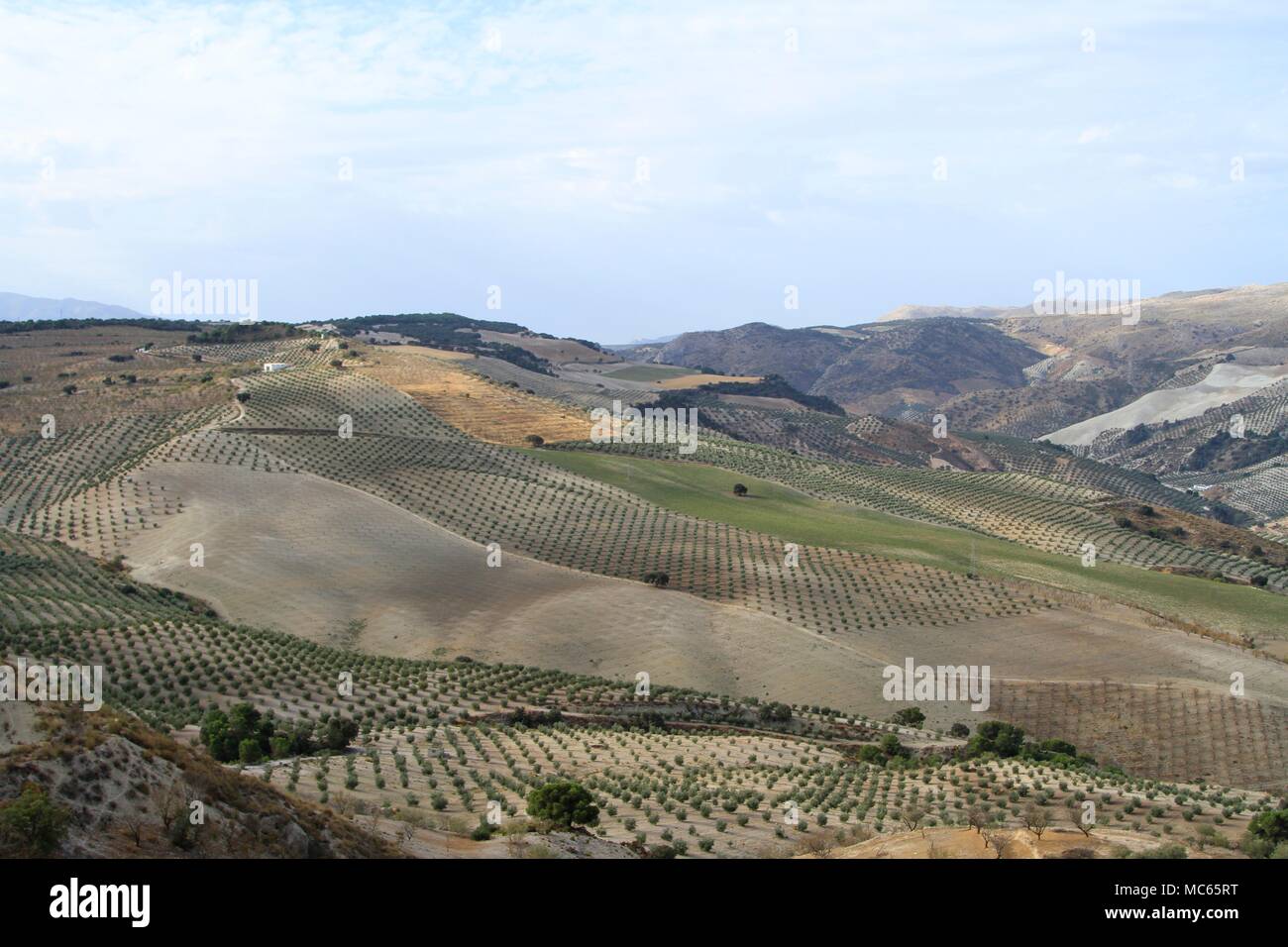 Olive trees harvest spain hi-res stock photography and images - Alamy