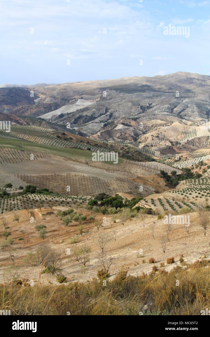 Olive orchards and the landscape of Andalusia, Southern Spain Stock ...