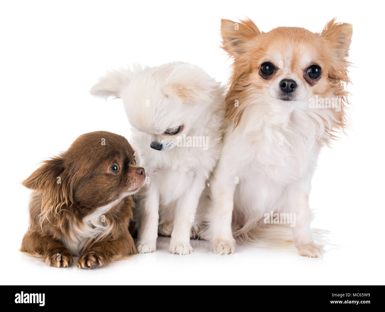 three chihuahuas in front of white background Stock Photo - Alamy