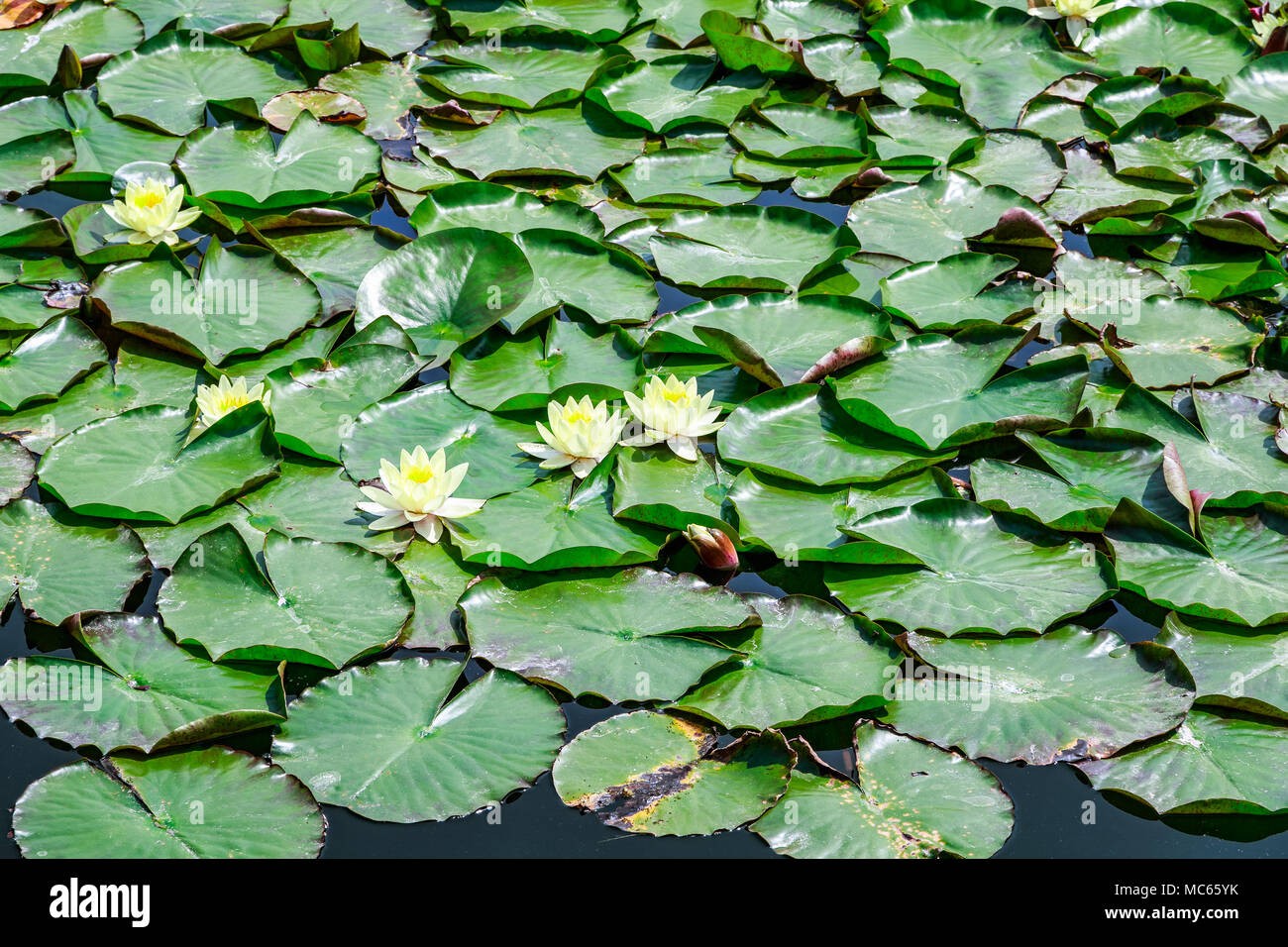 Pond covered by water lily leaves and flowers in London Stock Photo - Alamy