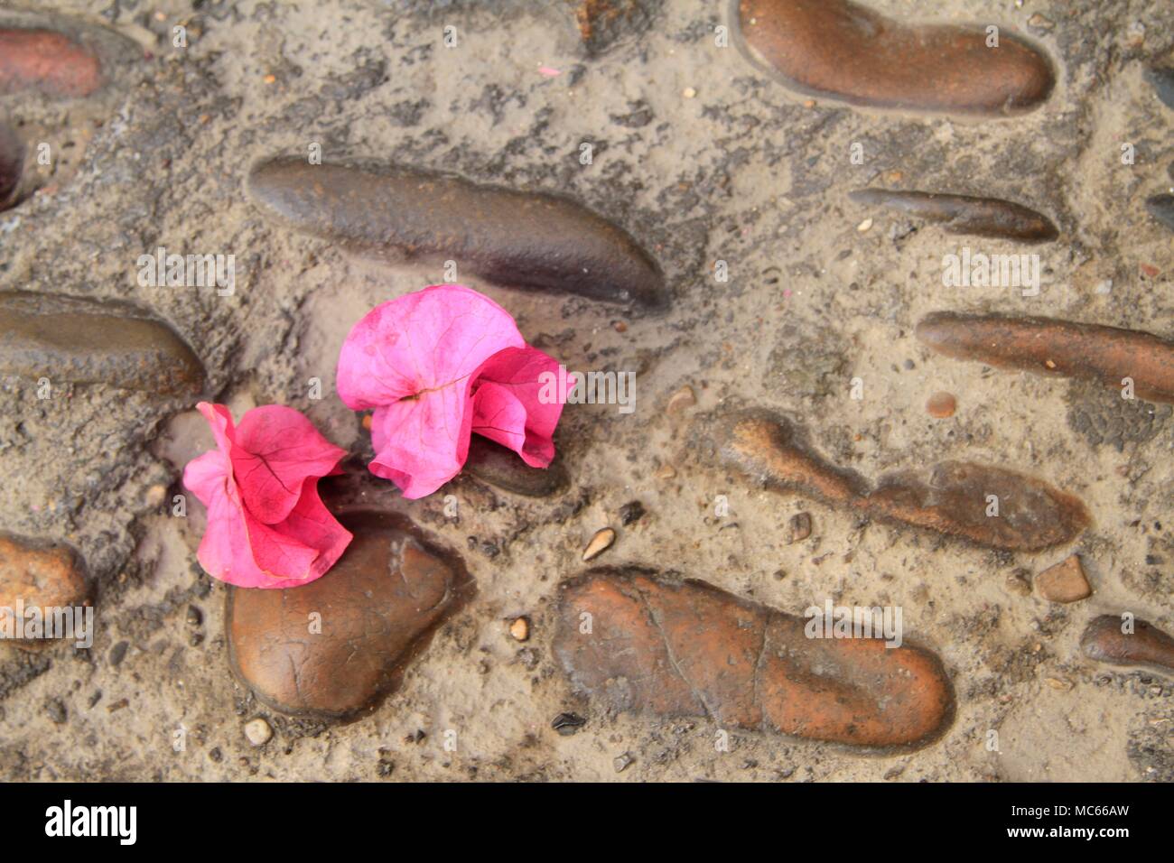 Cobblestone flowers hi-res stock photography and images - Alamy