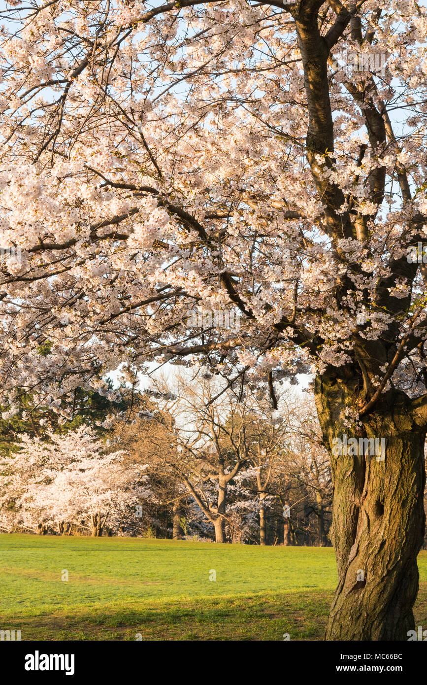 Early morning sunshine upon a matrue cherry tree in full bloom both ...