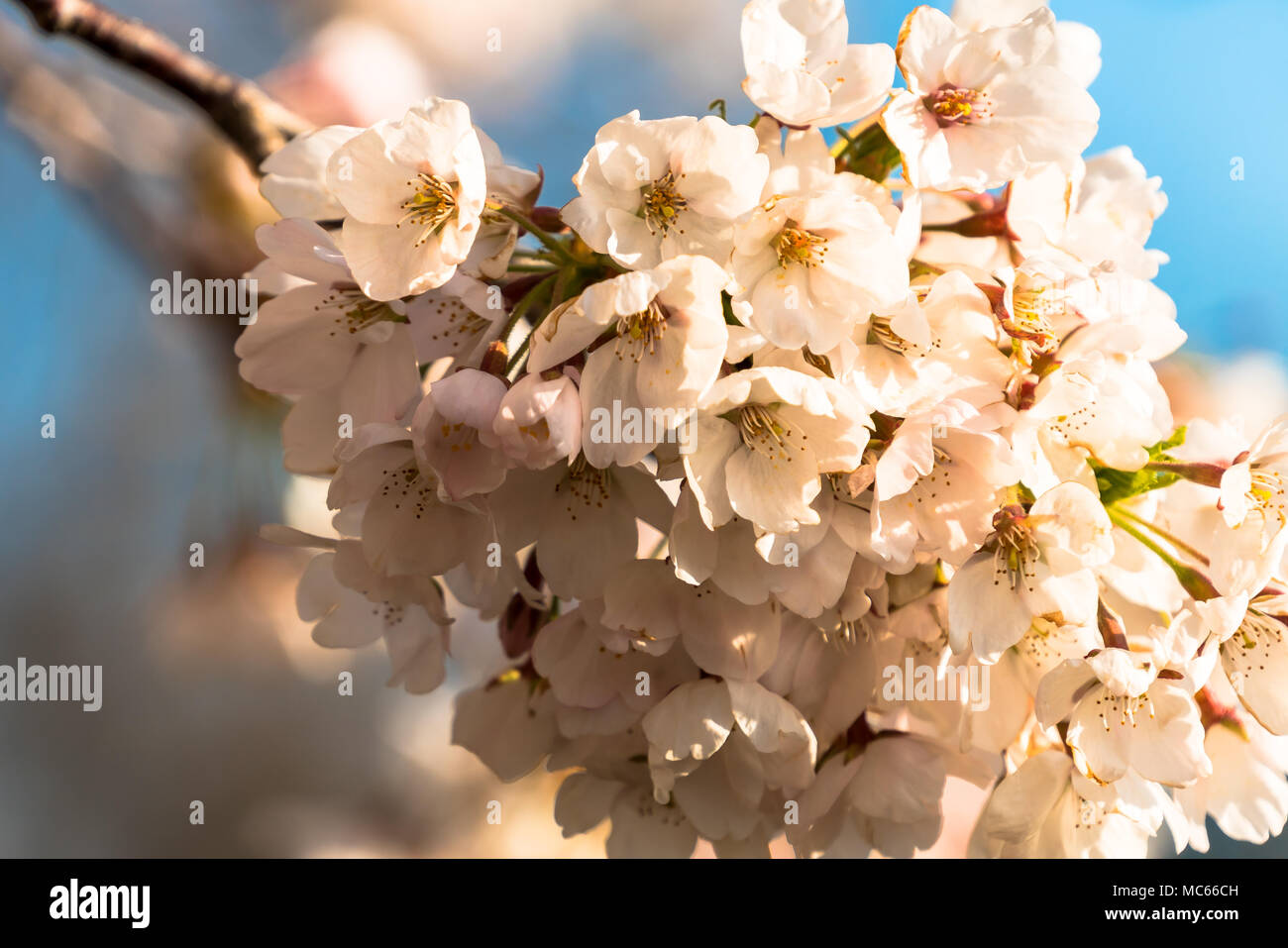 A Cherry blossom branch with new fully opened cherry blossoms Stock ...