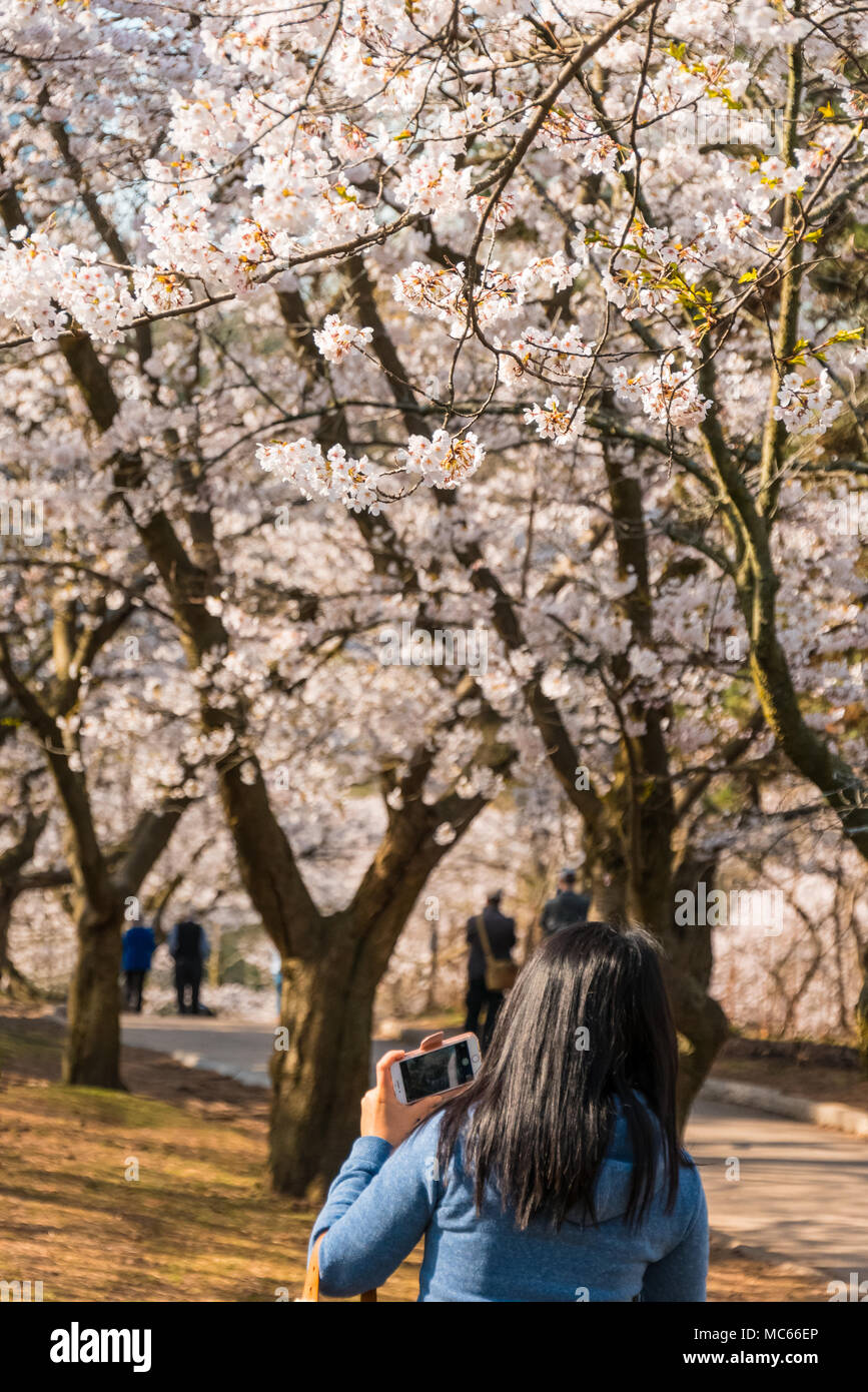 Tourists and nature lovers photographing the springtime cherry blossoms ...