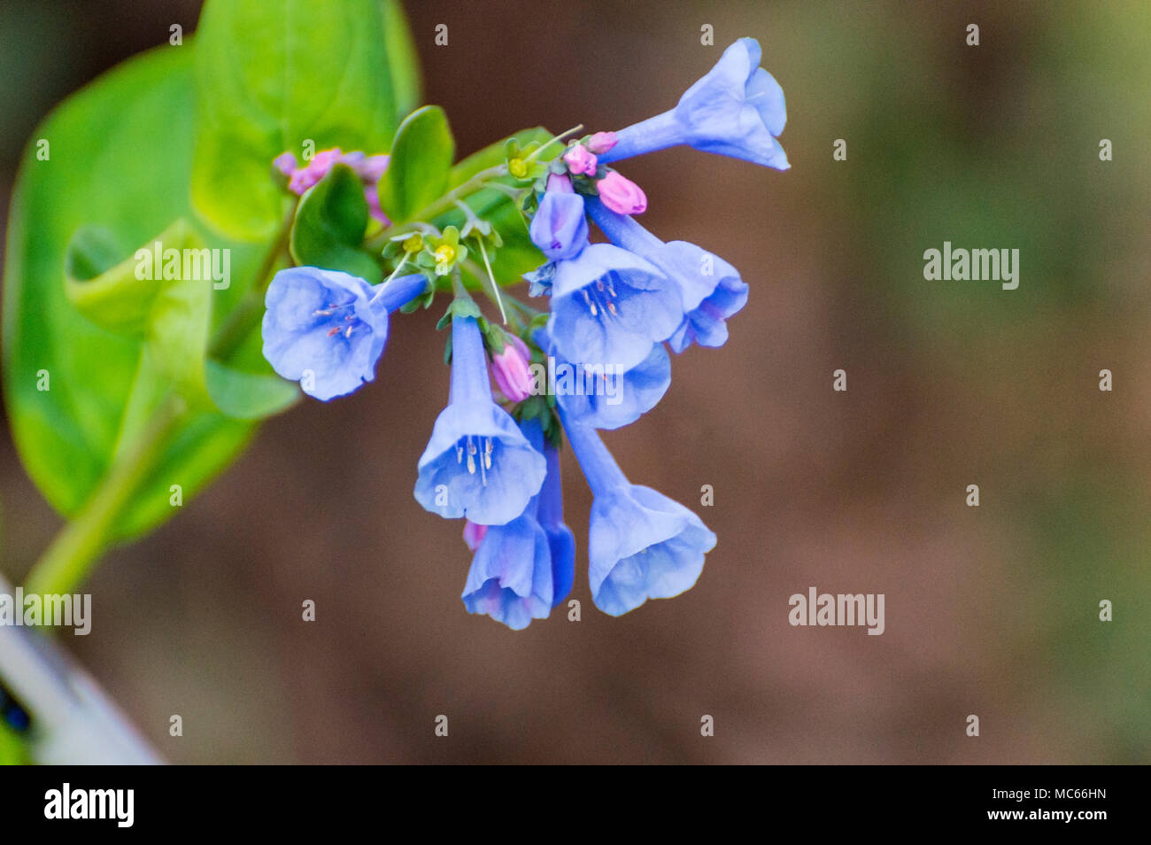 Great smoky mountains wildflowers hi-res stock photography and images ...