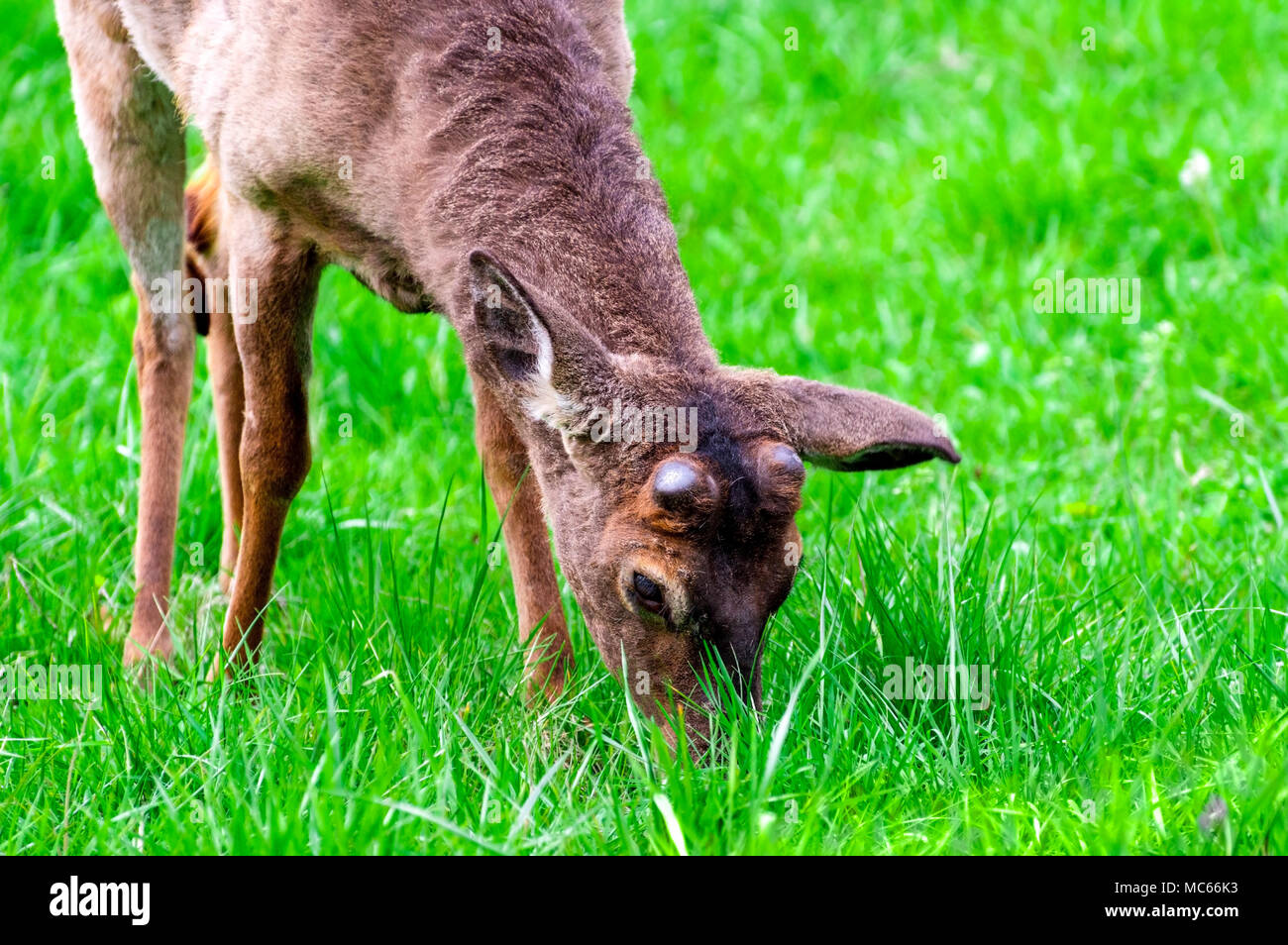 Horizontal shot of a Young Buck eating some nice green grass In the ...