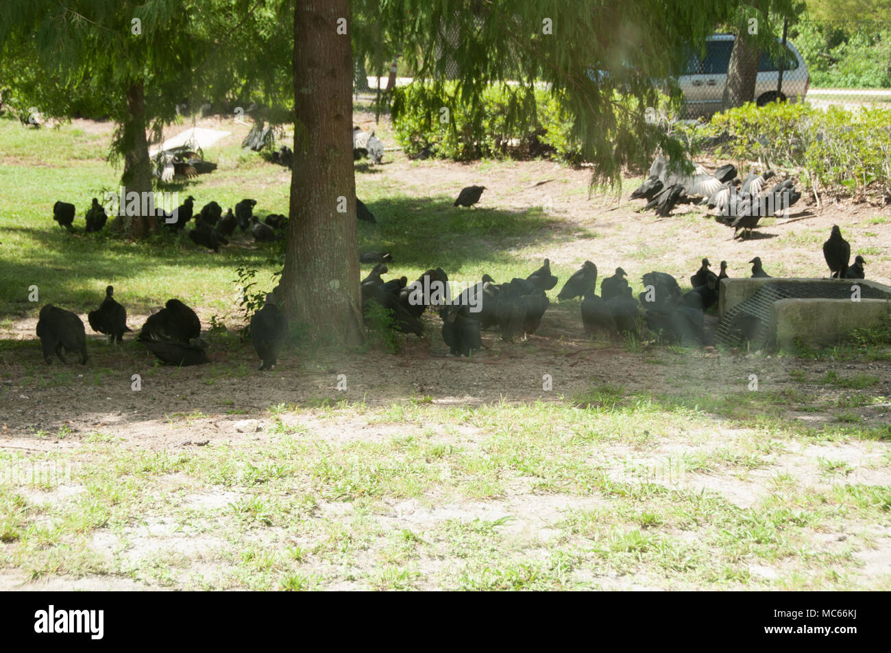 Group turkey vultures hi-res stock photography and images - Alamy