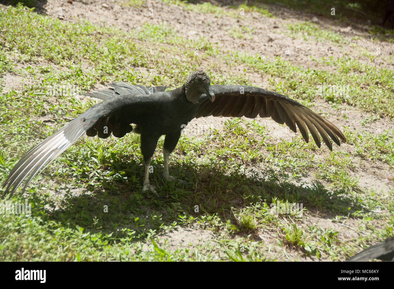 Turkey Vulture fanning wings Stock Photo - Alamy