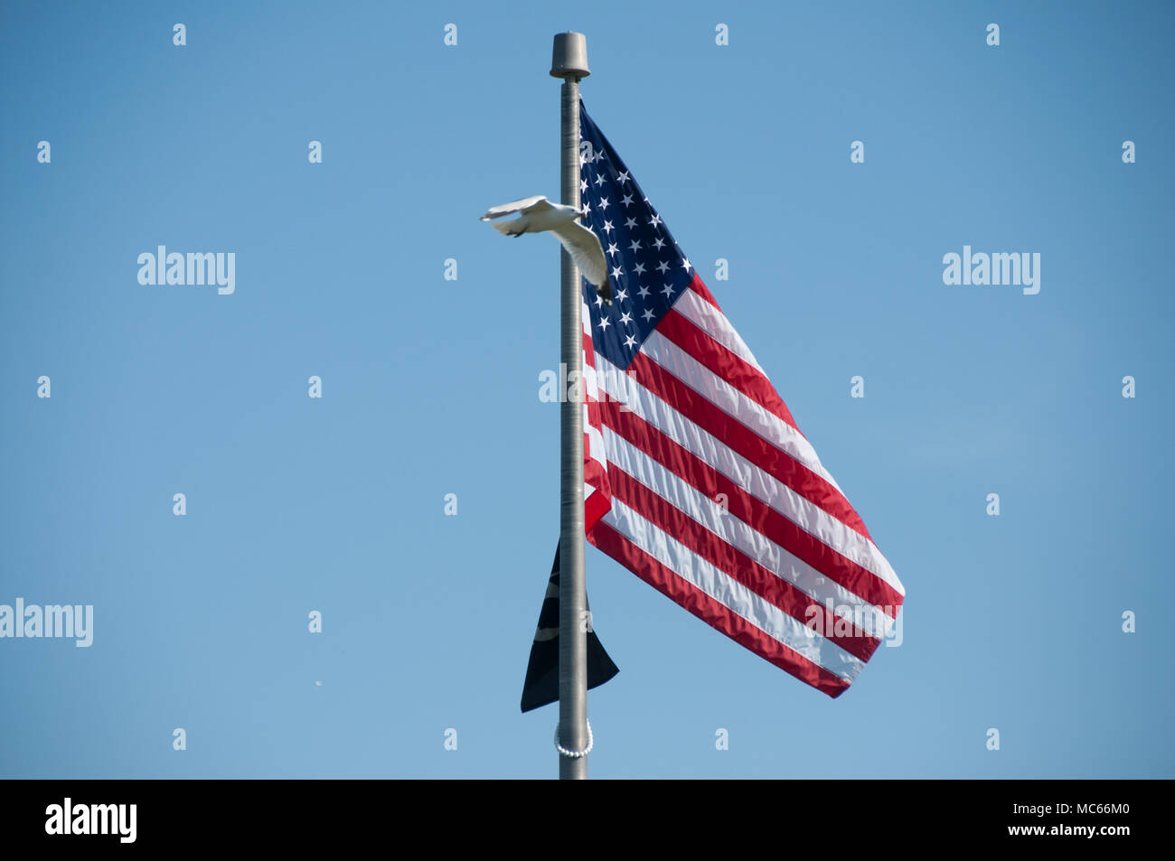 Bird flying past American Flag Stock Photo - Alamy