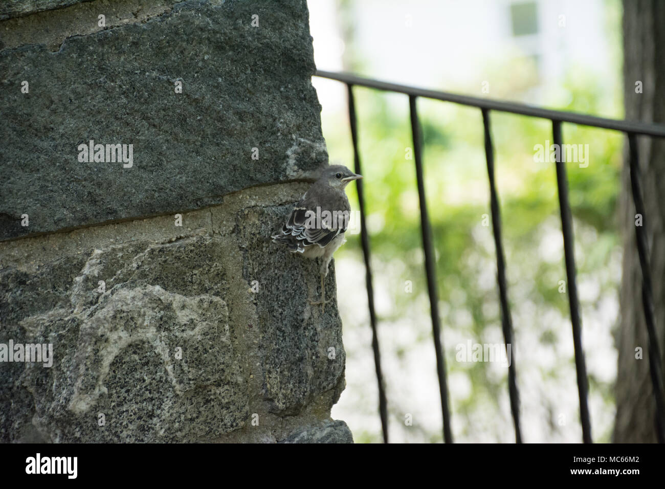 Bird wall hanging hi-res stock photography and images - Alamy