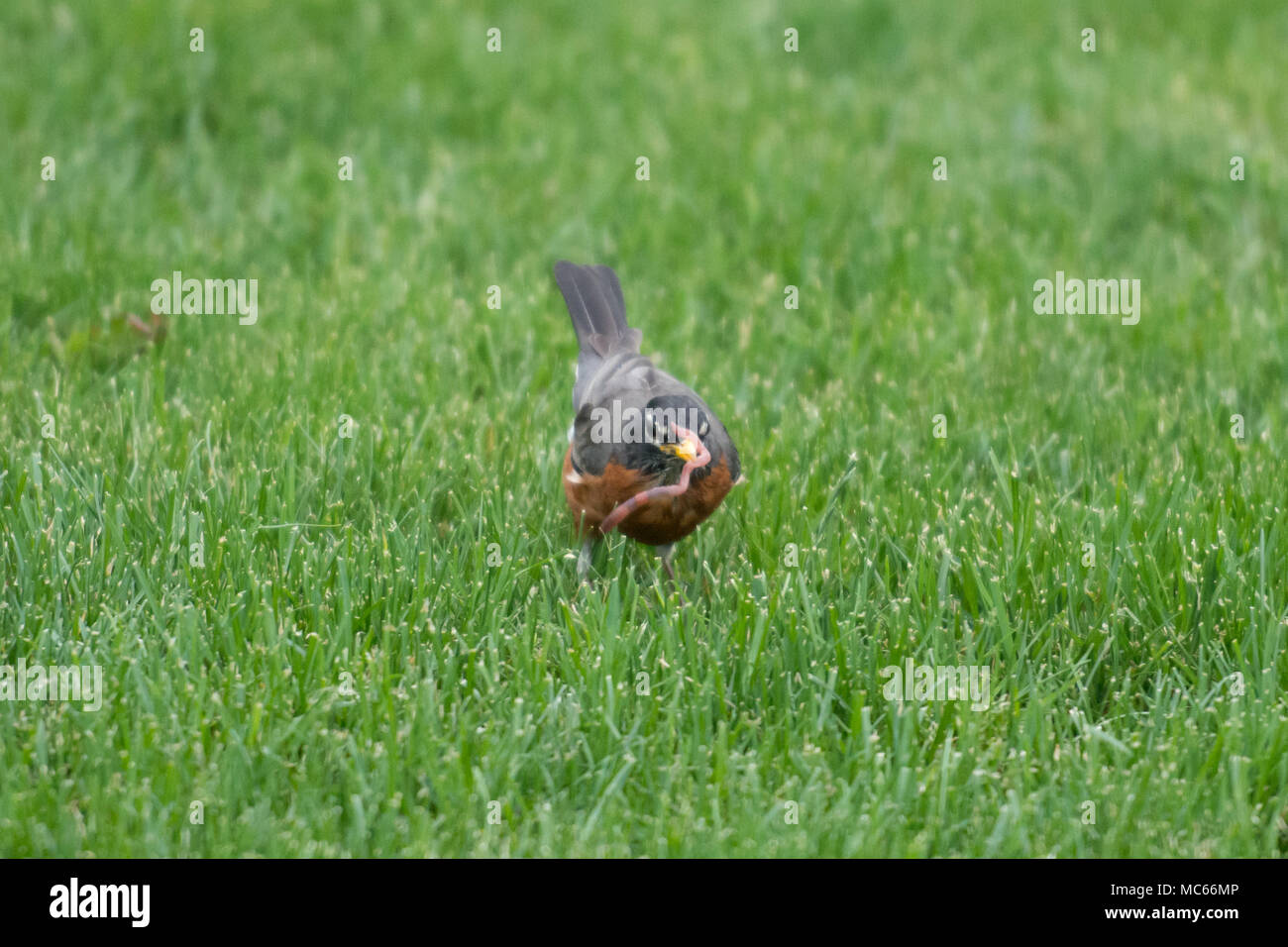American Robin with worm in beak Stock Photo - Alamy