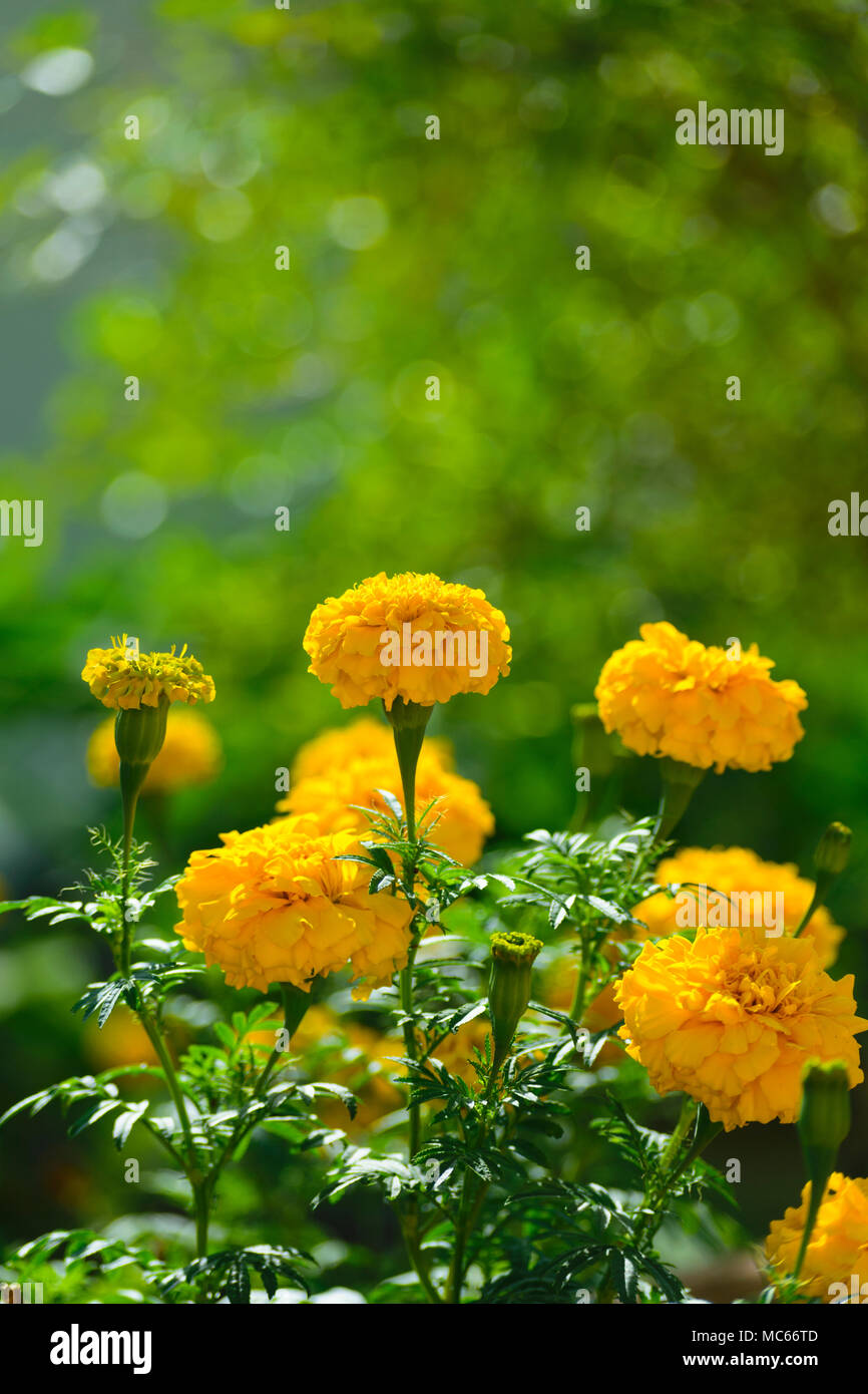 Tagetes erecta hi-res stock photography and images - Alamy