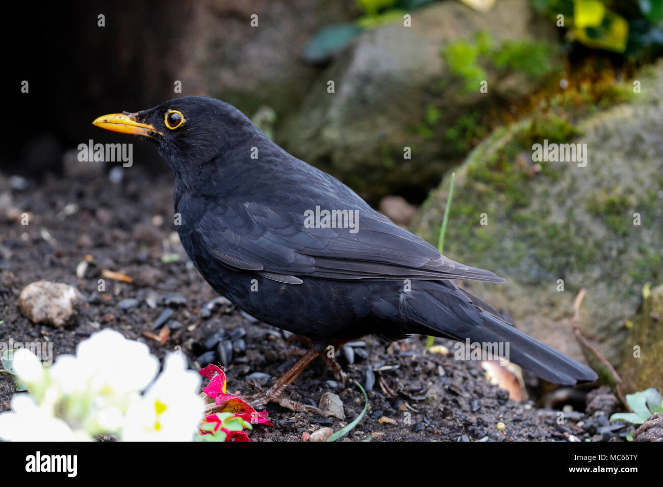 Blackbird (Turdus merula Stock Photo - Alamy
