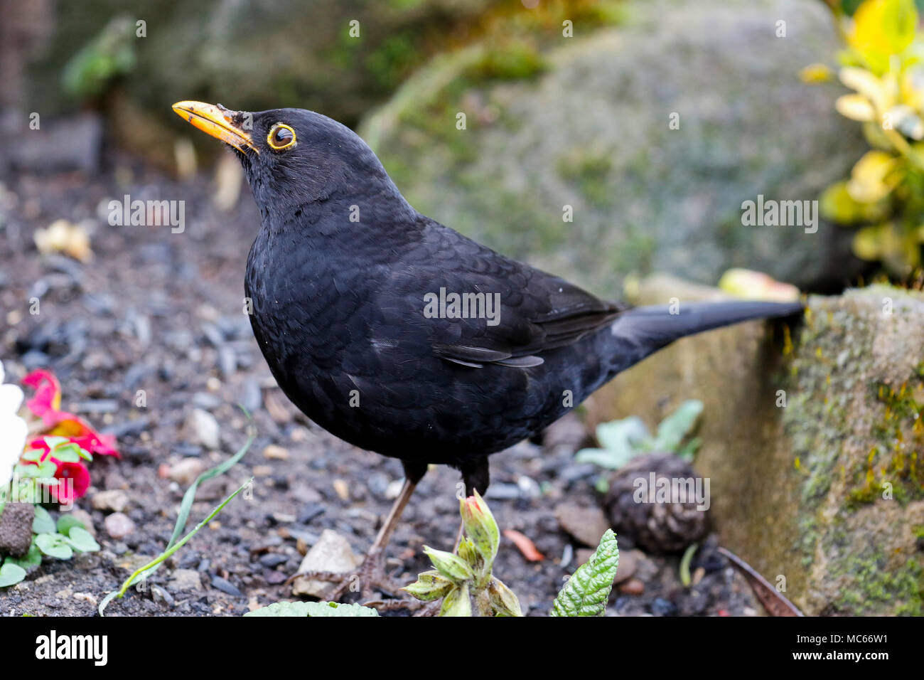 Blackbird (Turdus merula Stock Photo - Alamy