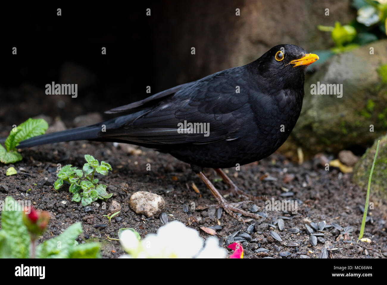 Male blackbird in breeding plumage hi-res stock photography and images ...