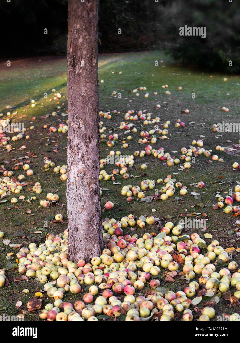 an apple tree with fallen apples scattered around its base, showcasing ...