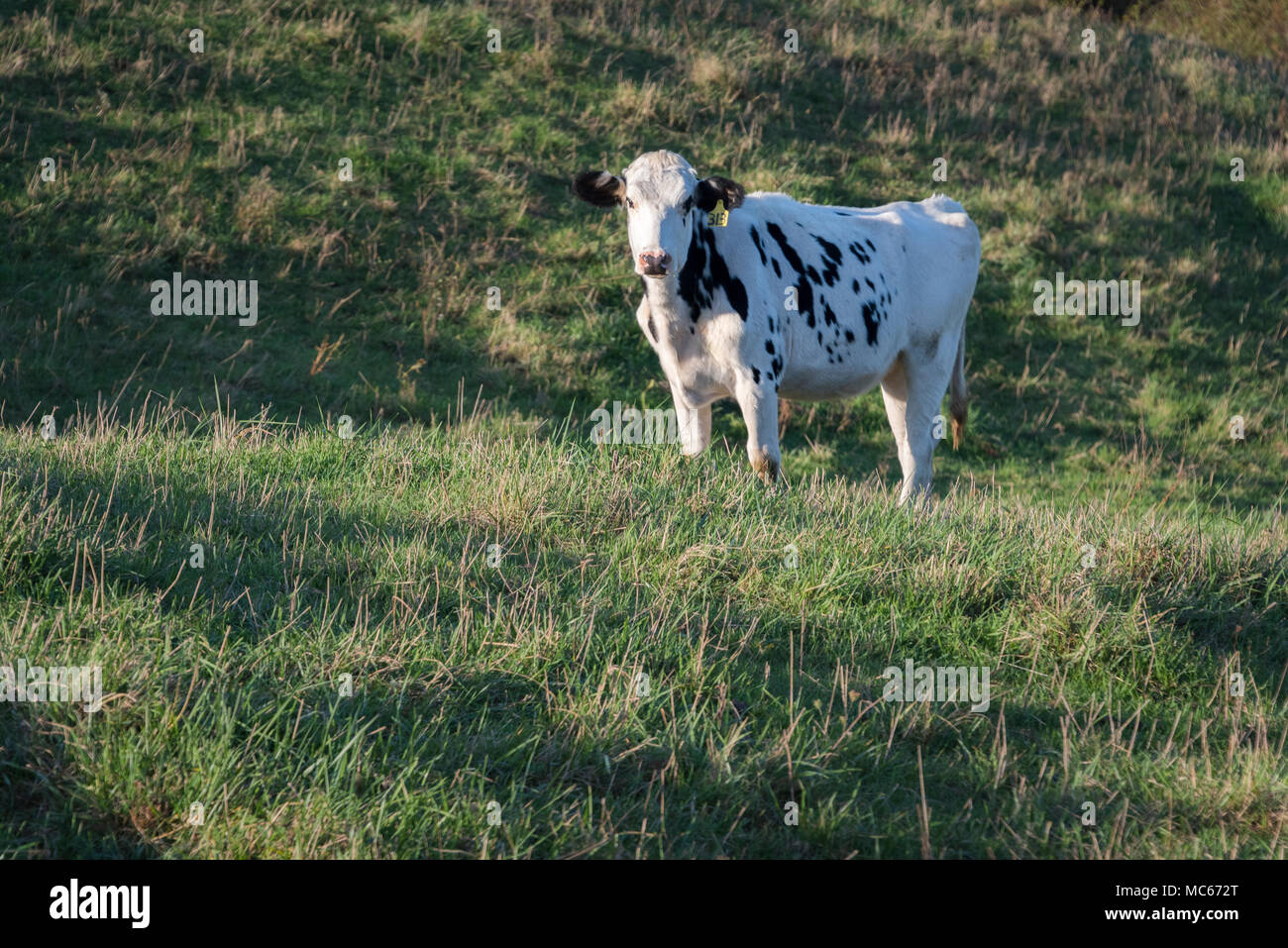 lone cow standing in the field on farmland posing for the photographer ...