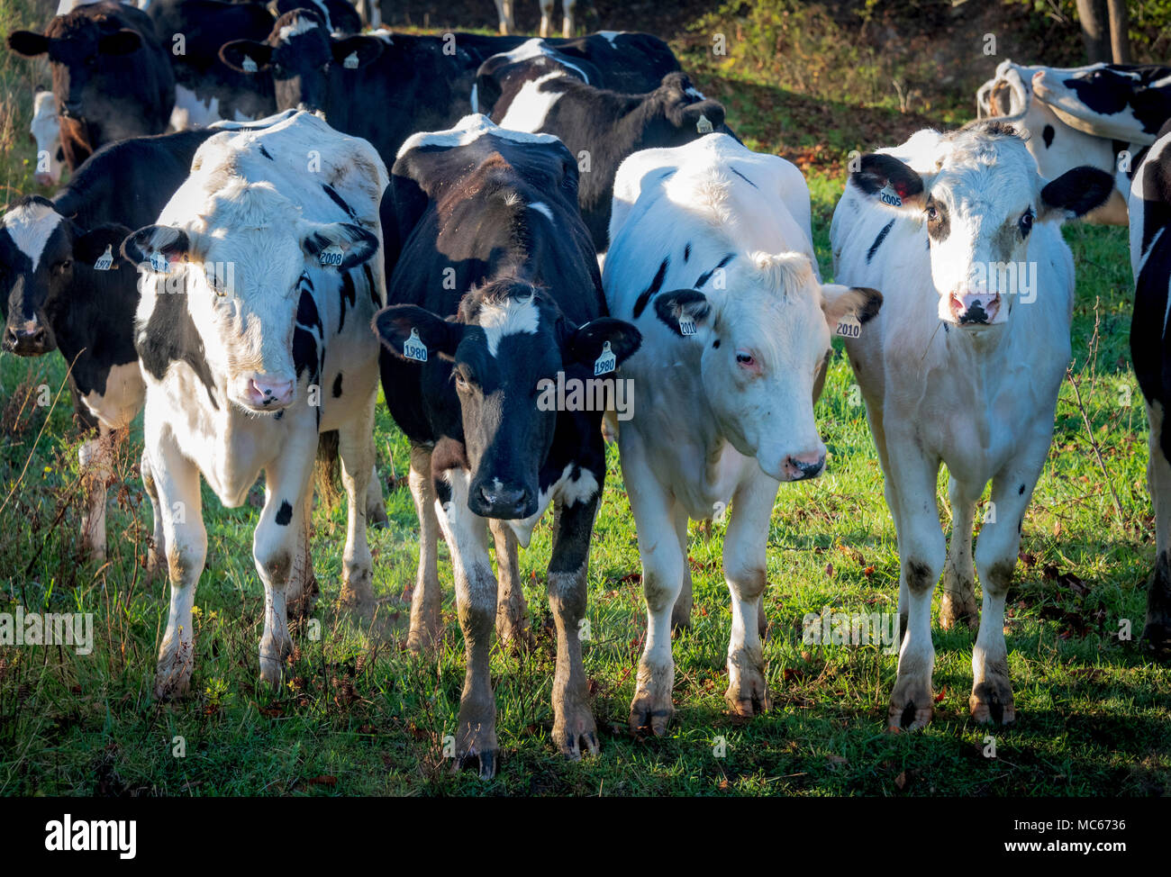 cows lined up for a group portrait Stock Photo - Alamy