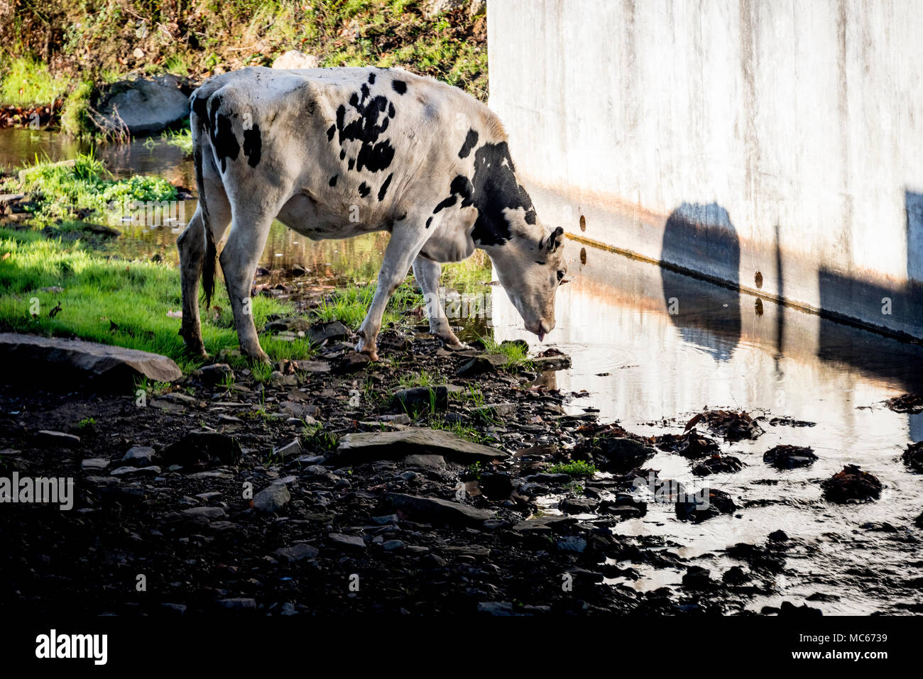 single cow drinking from small stream Stock Photo - Alamy