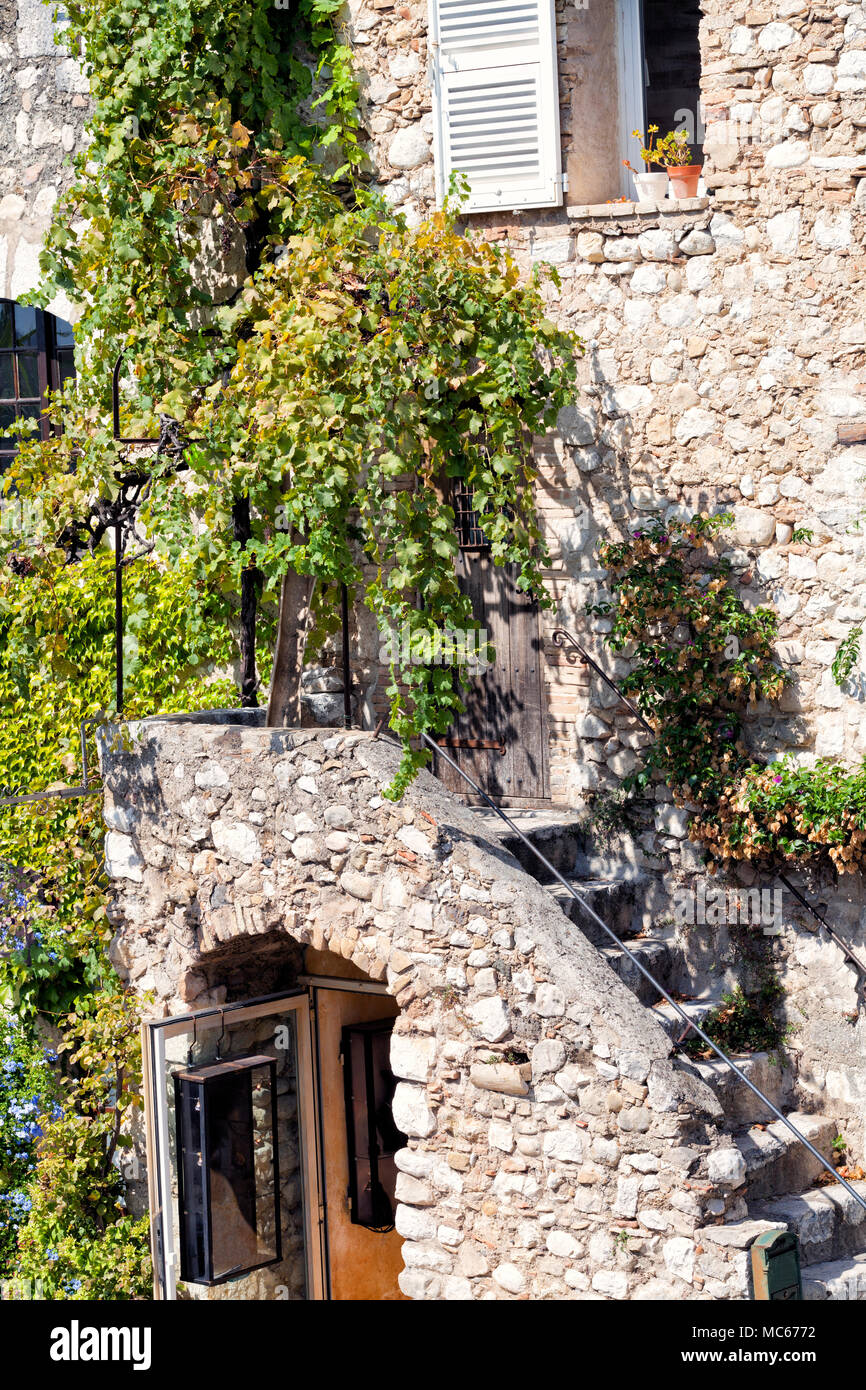 Old stone house with side staircase overgrown by climbing grapevine ...