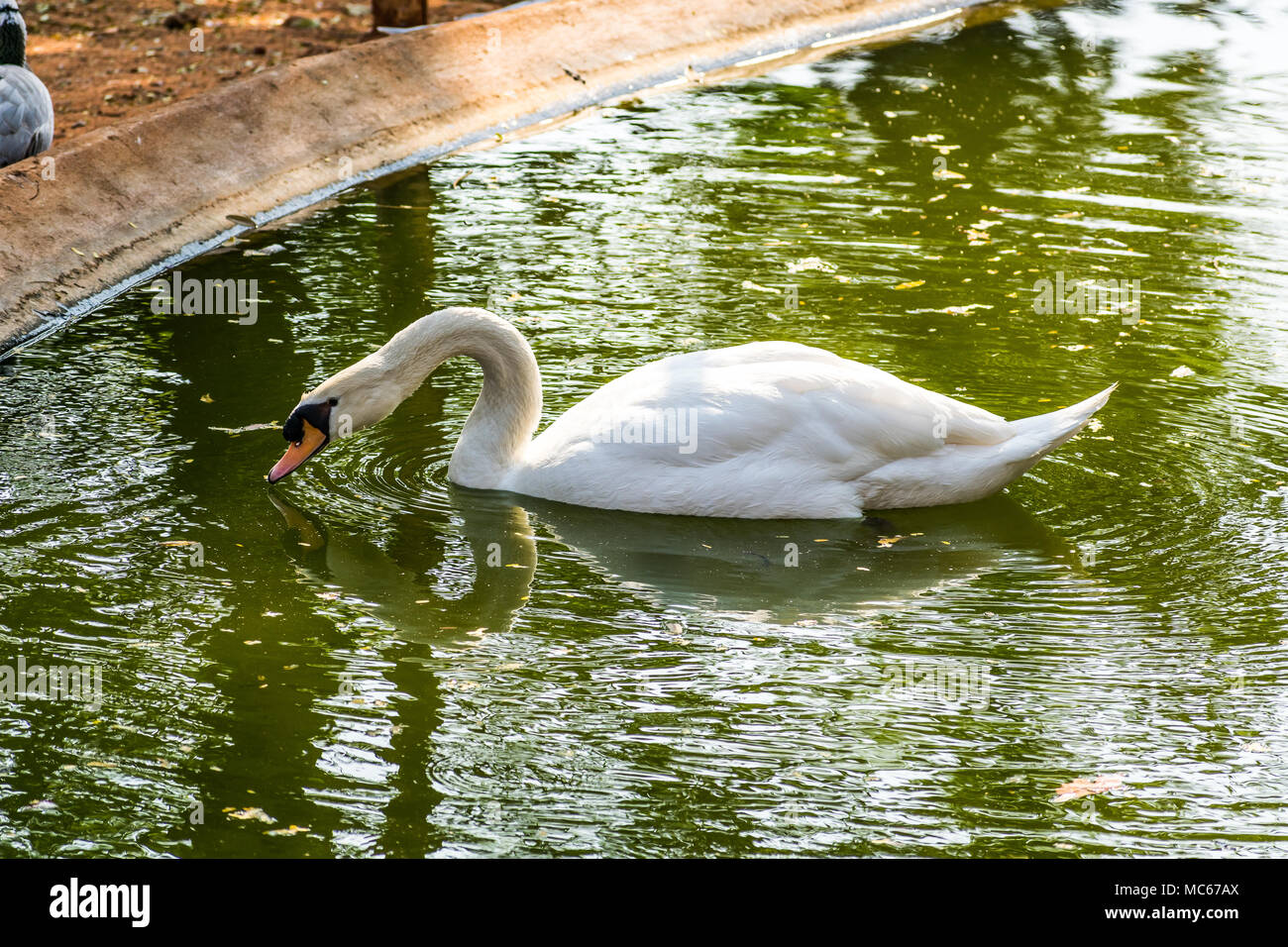 Swan swimming at national park water pond looking awesome Stock Photo ...