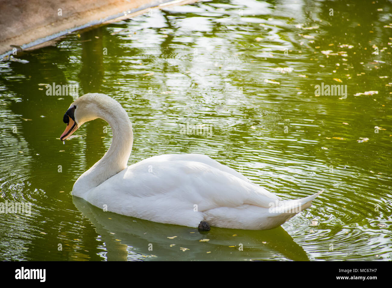 Swan swimming at national park water pond looking awesome Stock Photo ...