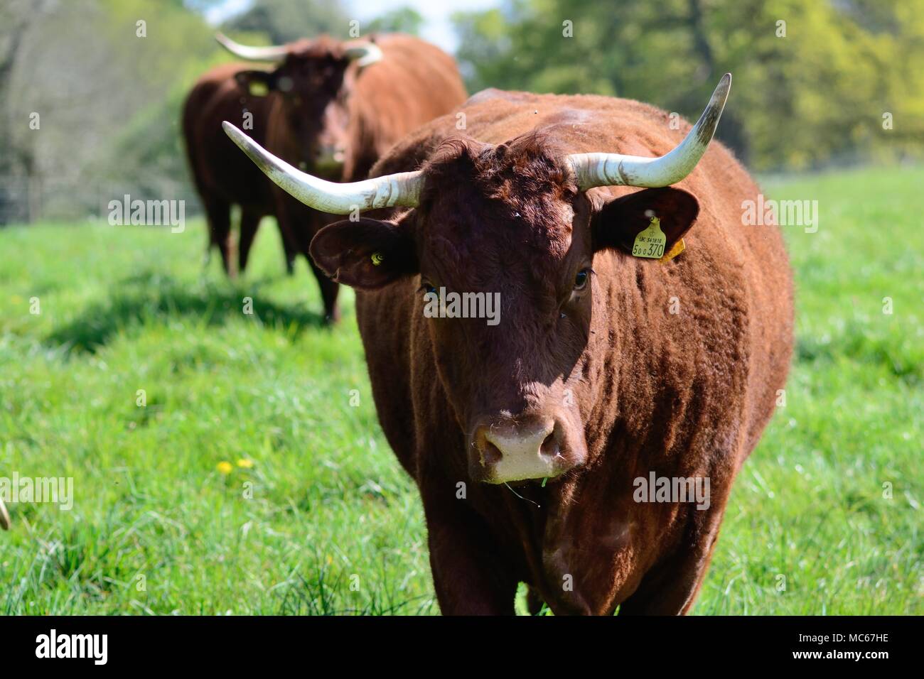 Red devon cow horns hi-res stock photography and images - Alamy