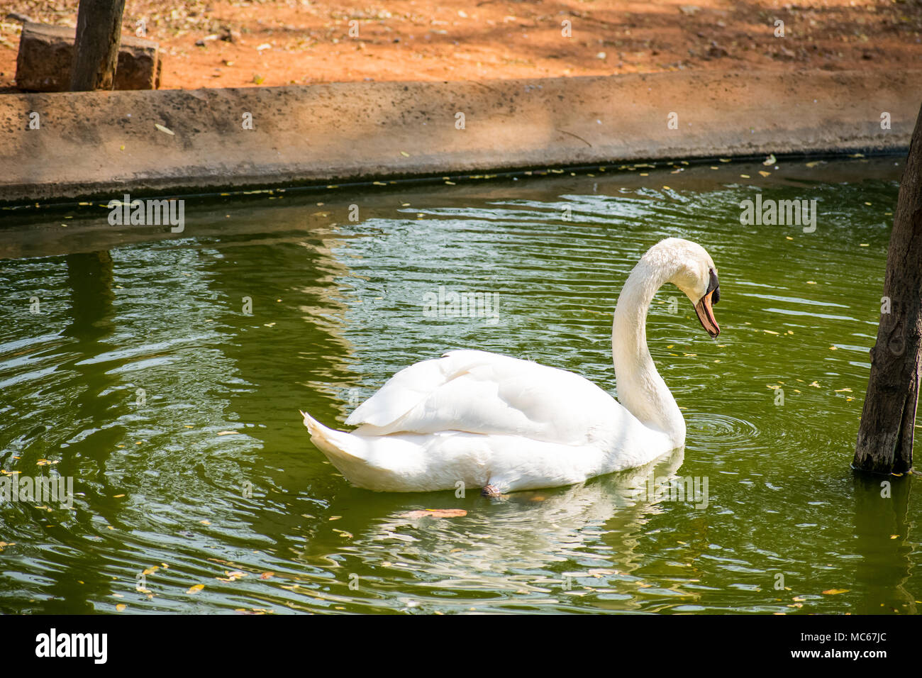 Swan swimming at national park water pond looking awesome Stock Photo ...