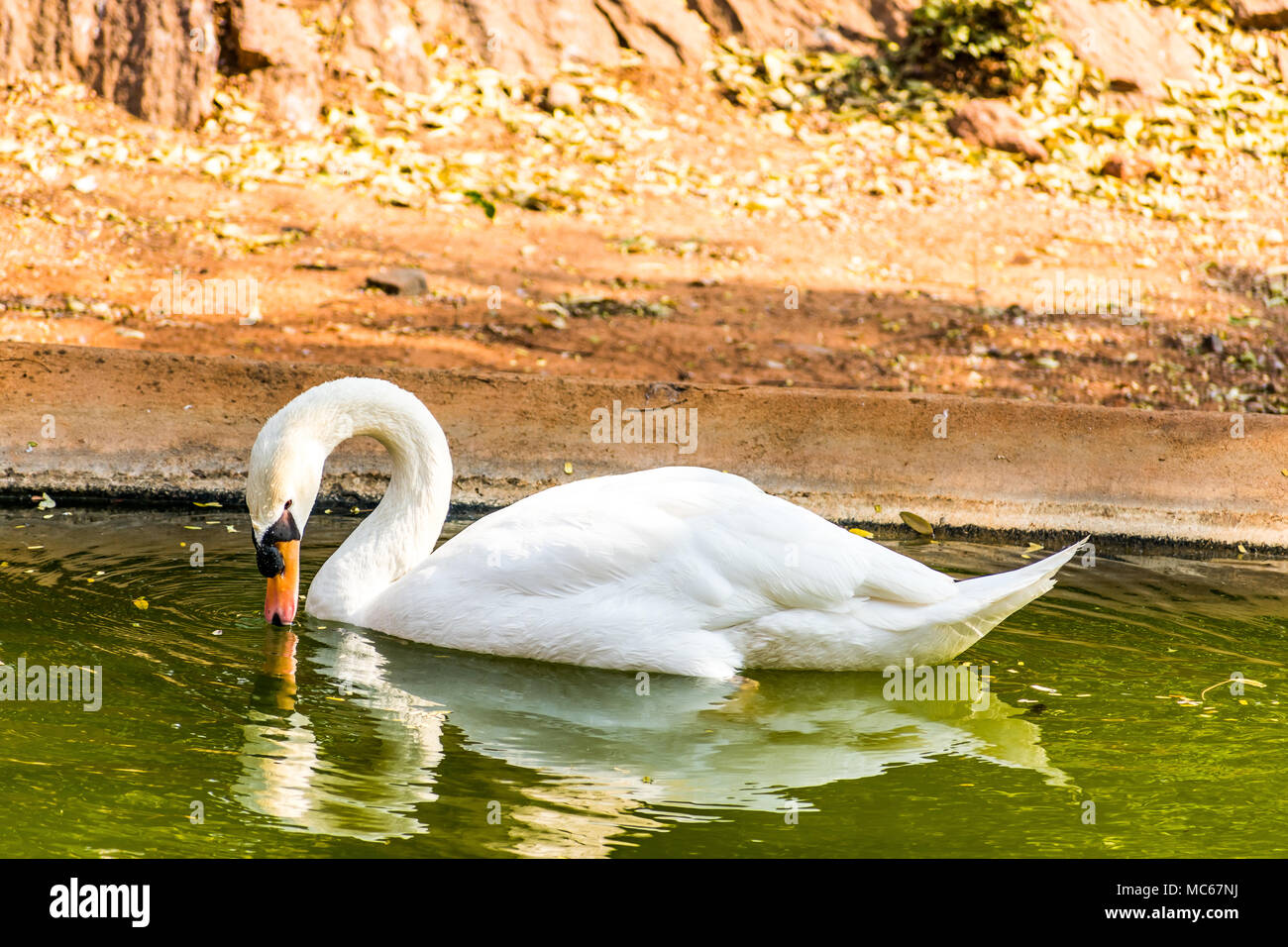 Swan swimming at national park water pond looking awesome Stock Photo ...