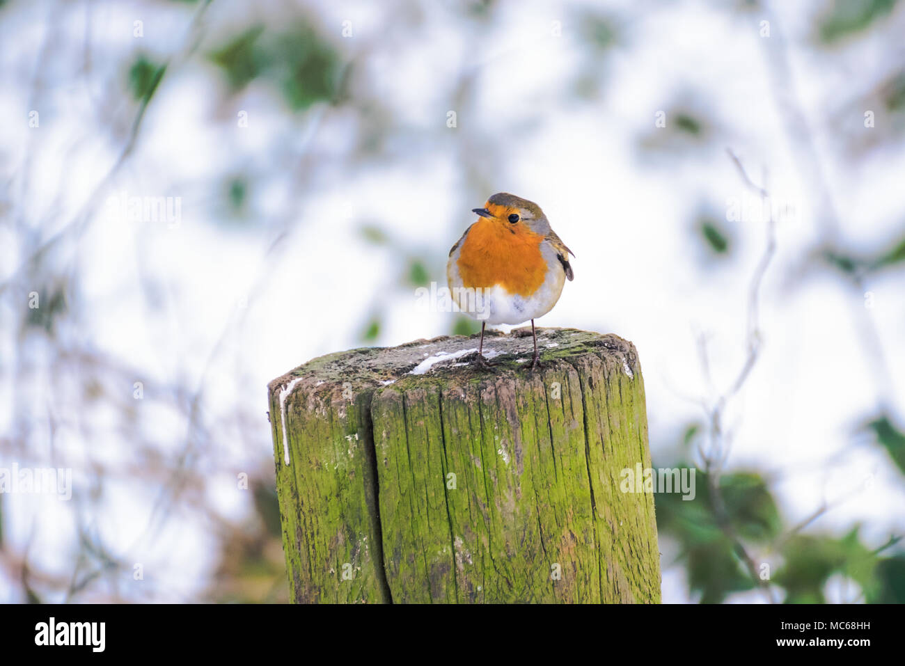 Robin winter scene hi-res stock photography and images - Alamy