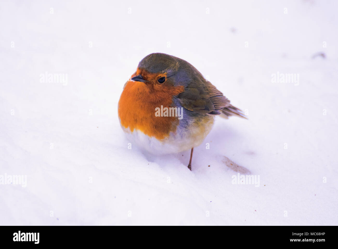 Robin winter scene hi-res stock photography and images - Alamy