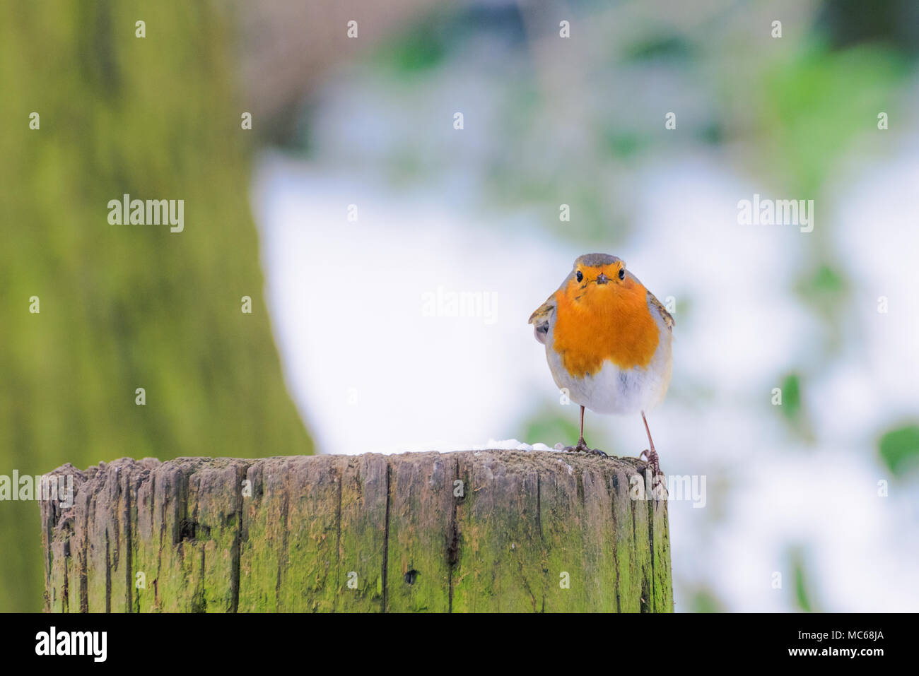 Robin bird uk hi-res stock photography and images - Alamy