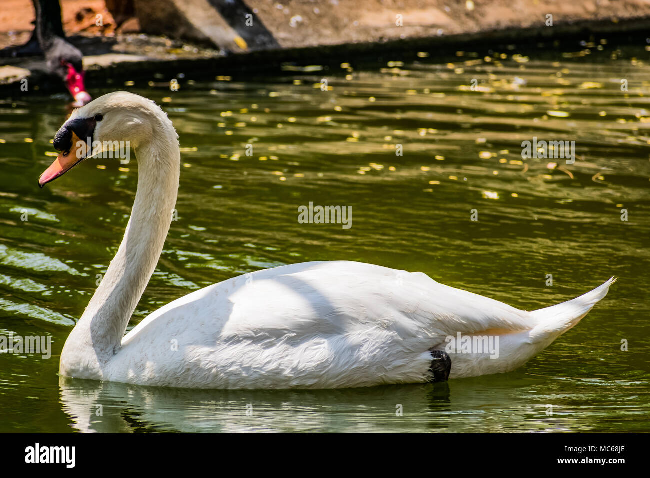 Swan swimming at national park water pond looking awesome Stock Photo ...