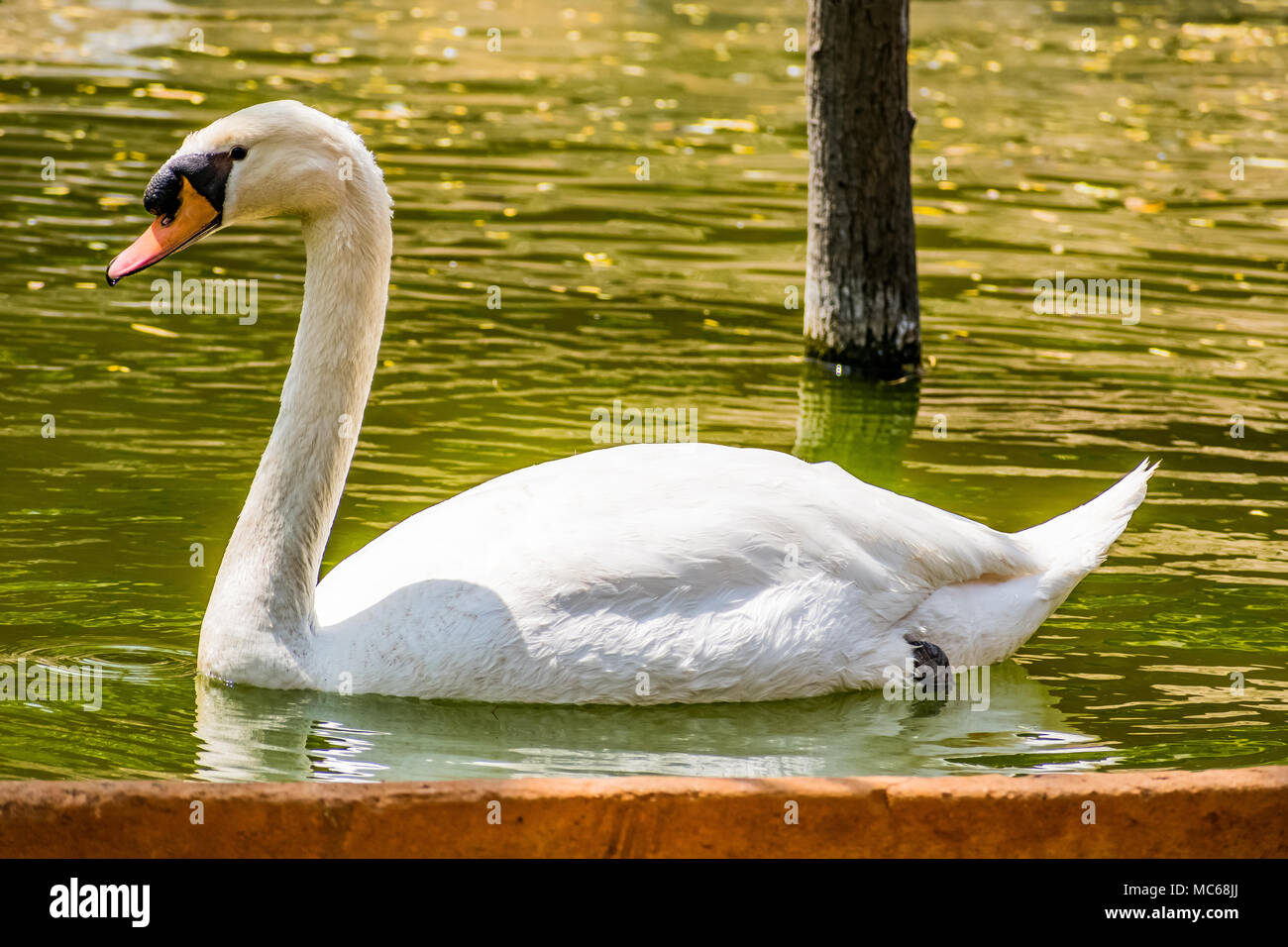 Swan swimming at national park water pond looking awesome Stock Photo ...