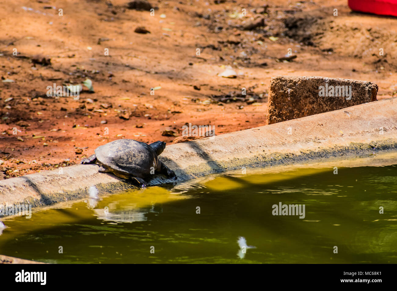 Photo of a tortoise hi-res stock photography and images - Alamy