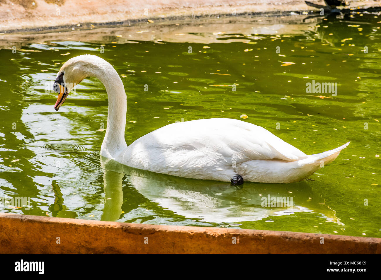 Swan swimming at national park water pond looking awesome Stock Photo ...