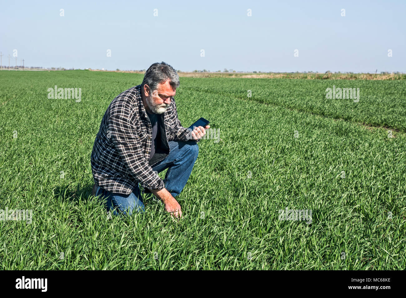 The farmer and field check the quality of wheat using the tablet to ...
