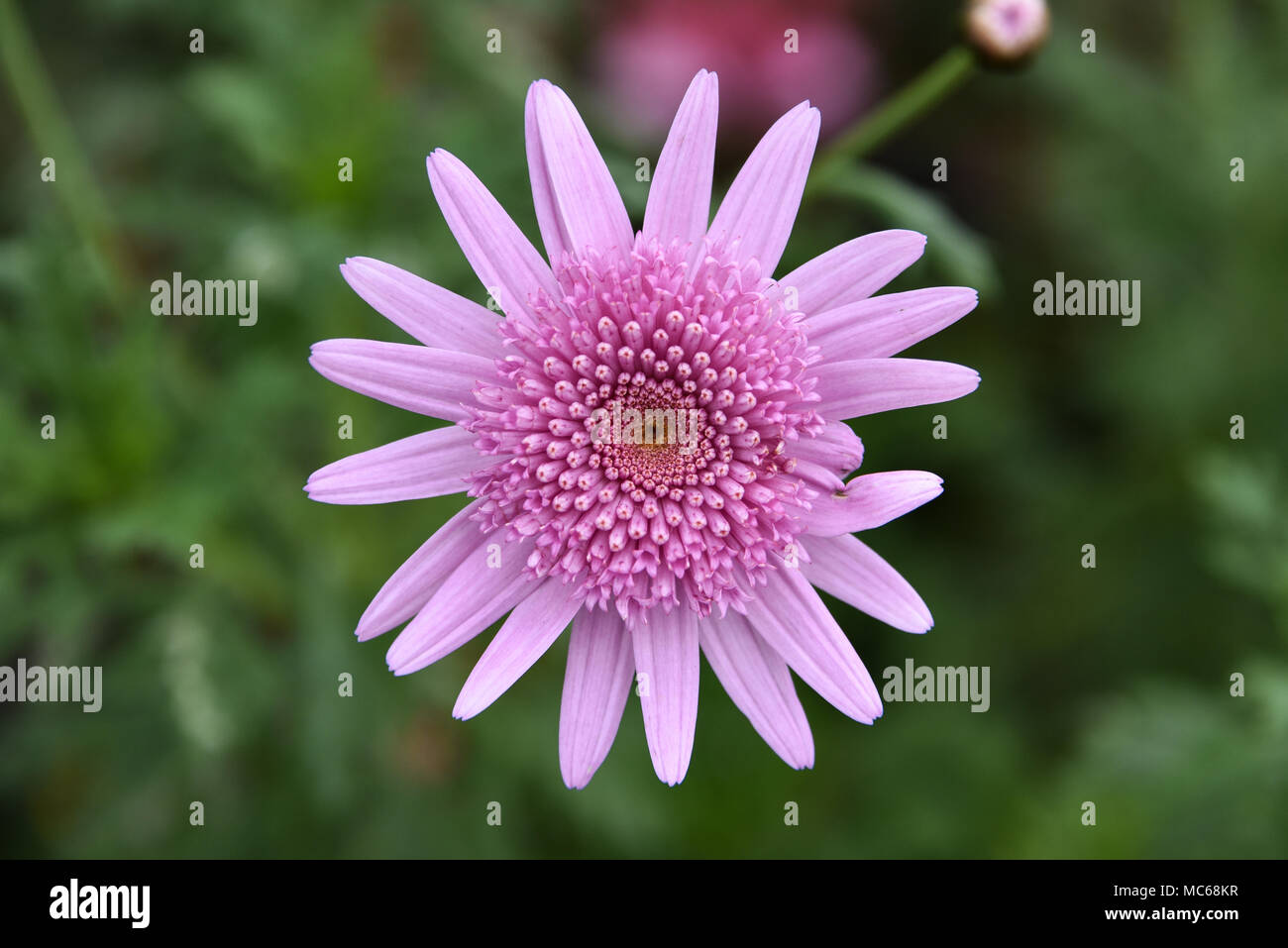 Flora colour hi-res stock photography and images - Alamy
