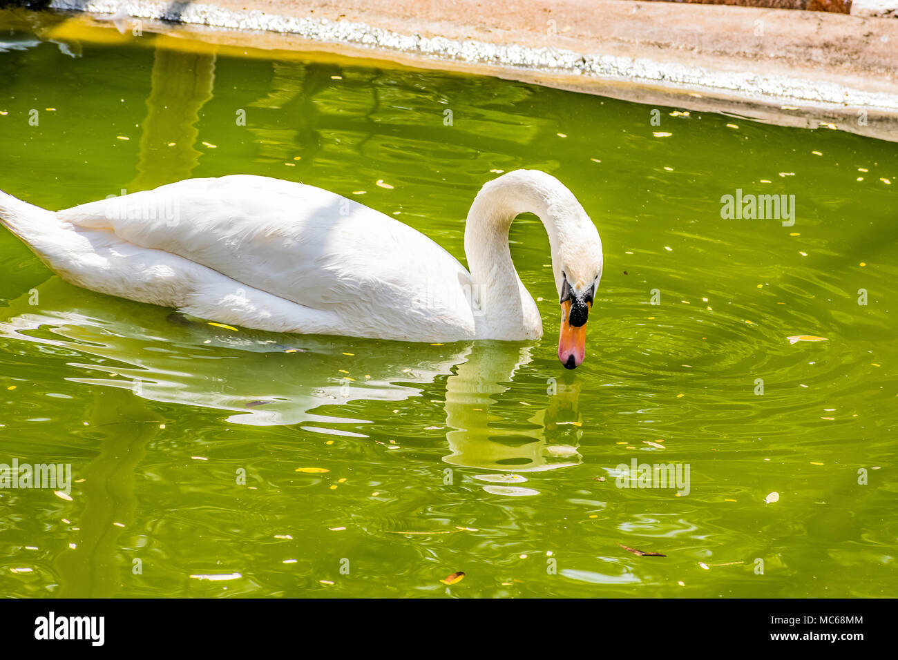 Swan swimming at national park water pond looking awesome Stock Photo ...