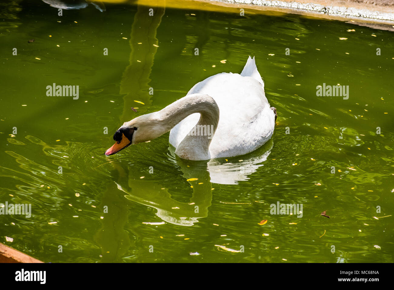 Swan swimming at national park water pond looking awesome Stock Photo ...