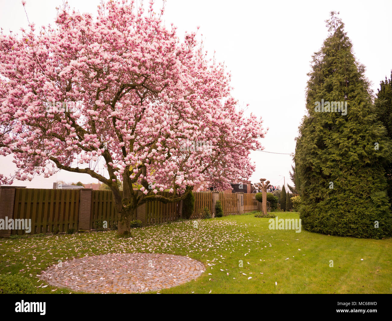 Pink tree hi-res stock photography and images - Alamy
