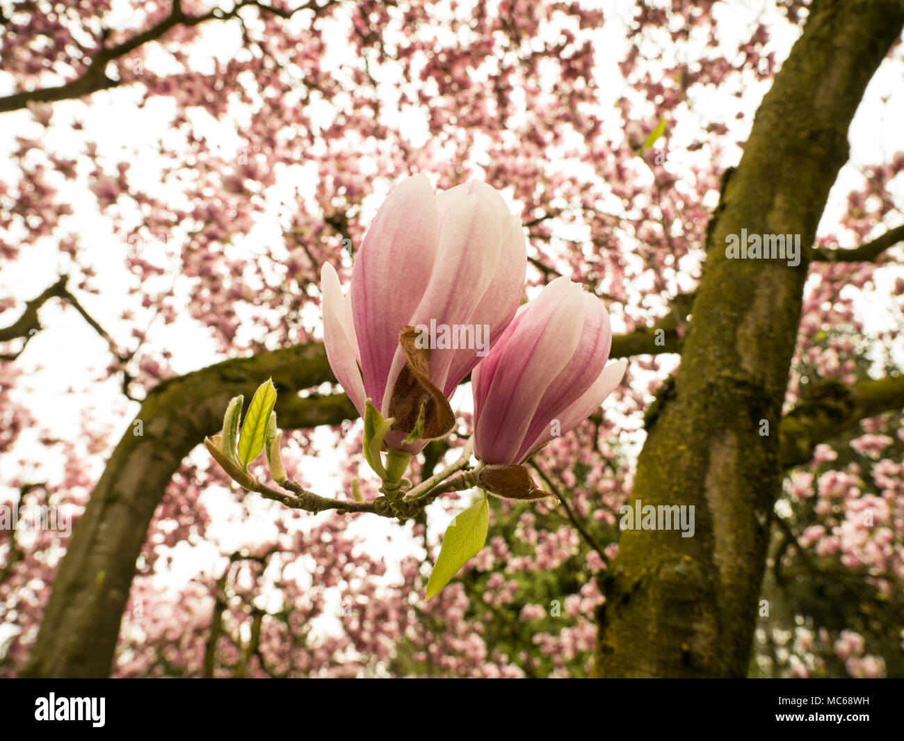 Pink tree hi-res stock photography and images - Alamy