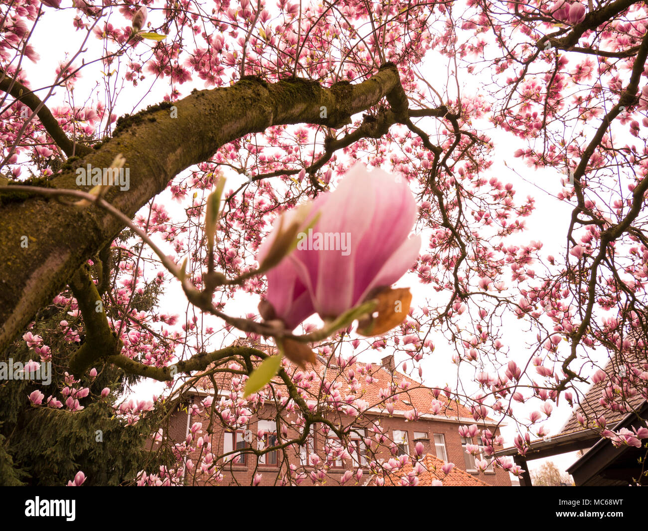 Pink tree hi-res stock photography and images - Alamy
