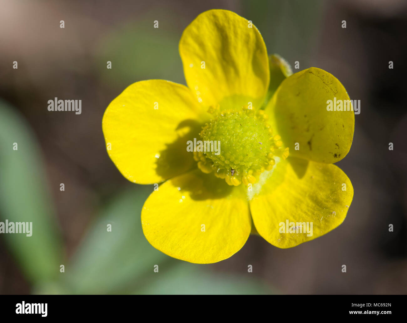Sagebrush bloom hi-res stock photography and images - Alamy