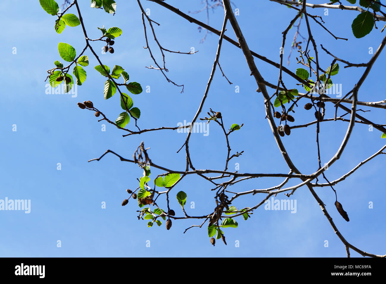 Beautiful Tree Branch Stock Photo - Alamy
