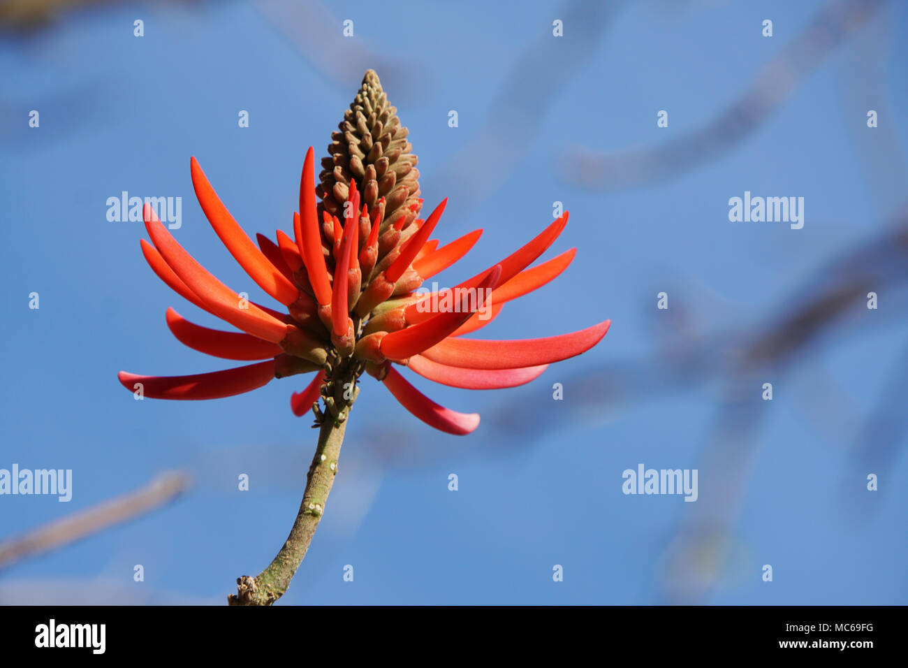 Red Flowering Tree Stock Photo - Alamy
