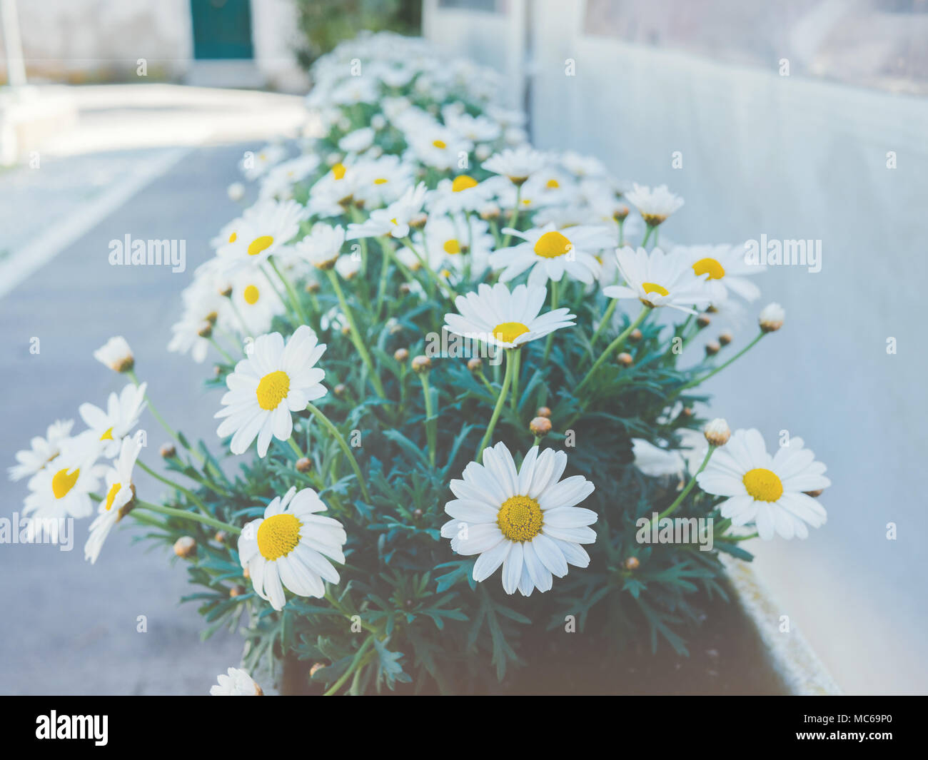 Daisy plants hi-res stock photography and images - Alamy
