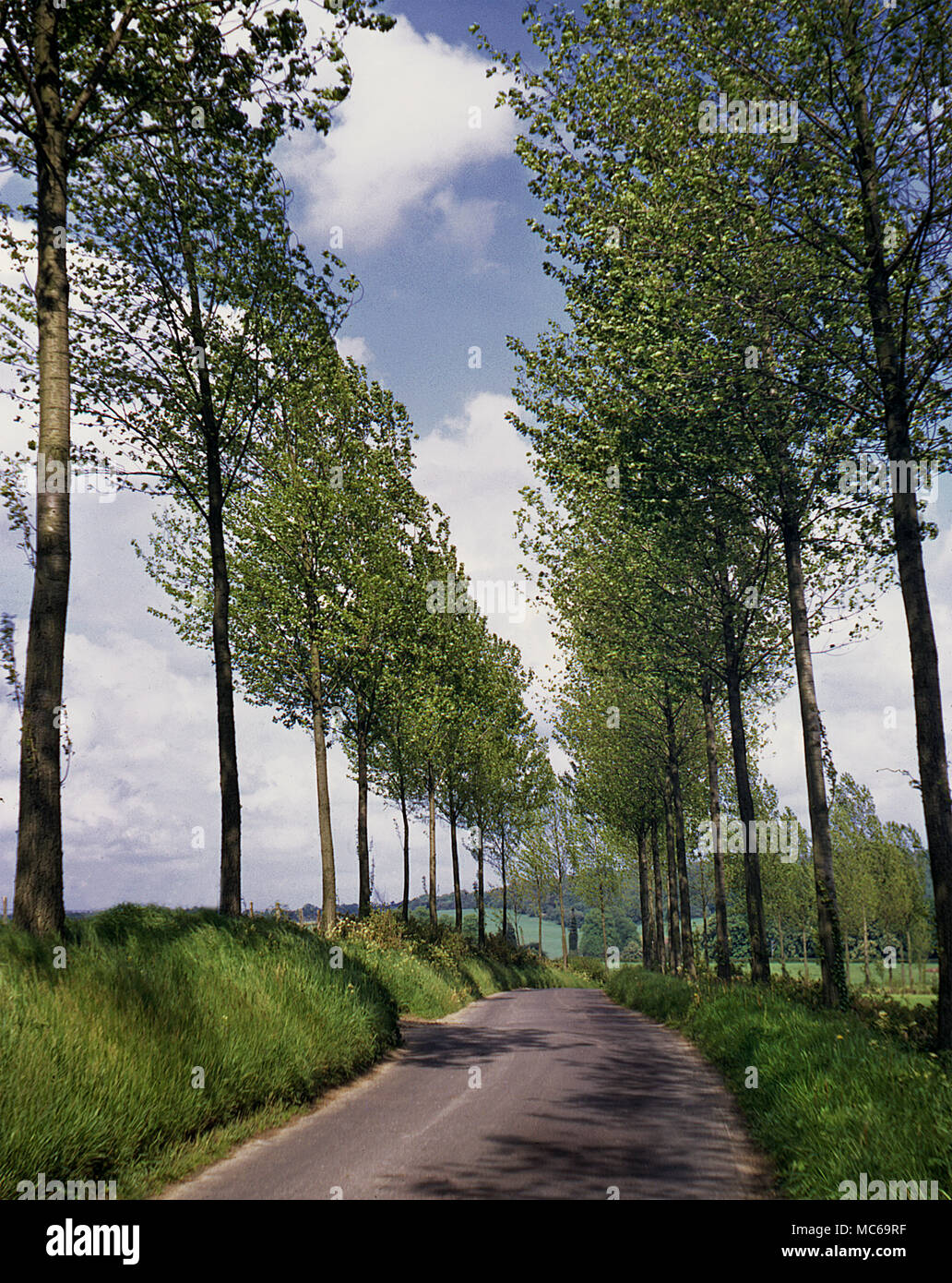 tree-lined country lane Stock Photo - Alamy